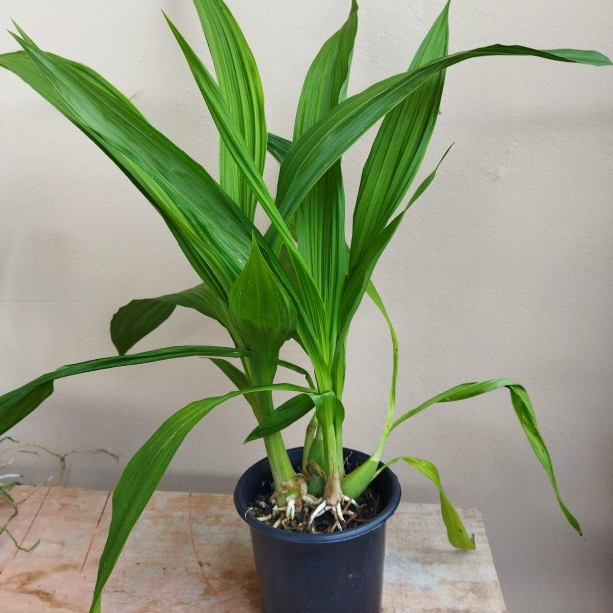 Características Únicas da Orquídea Pomba Peristeria Elata