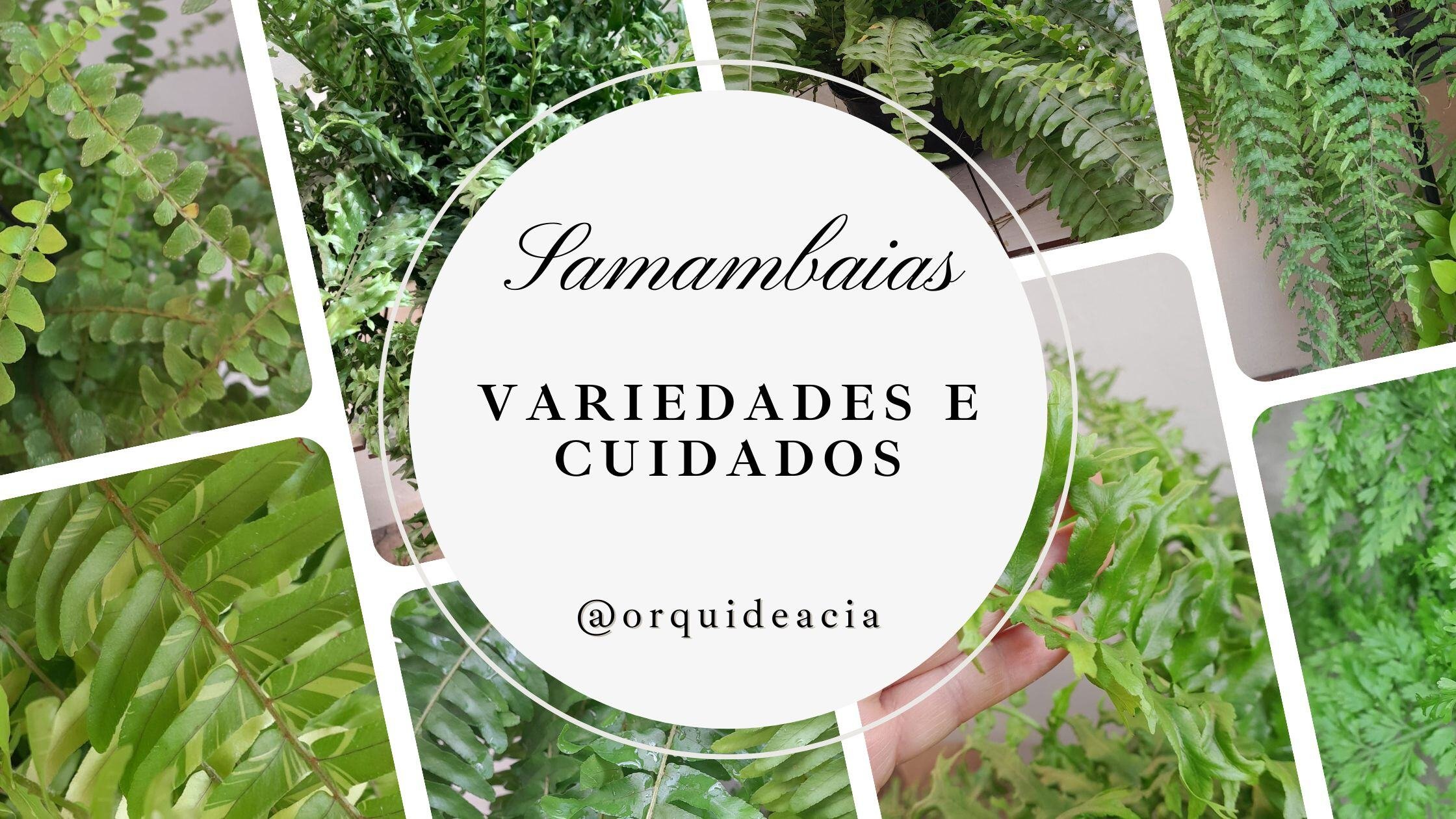 Cuidados Essenciais com Samambaia: Guia Completo